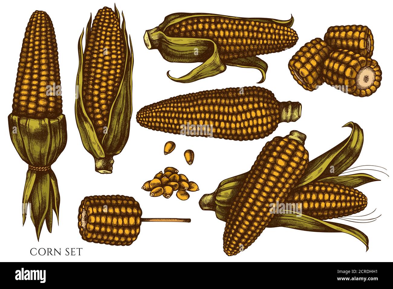 Vector set of hand drawn colored corn Stock Vector Image & Art - Alamy