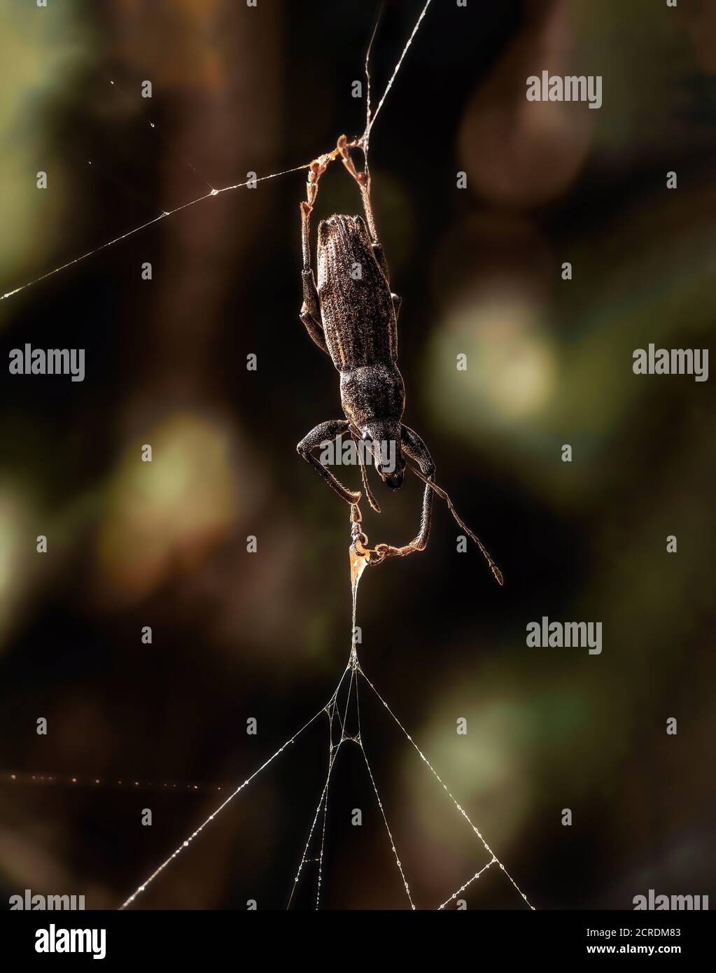 Bug trapped into a Spiderweb on a blured background Stock Photo - Alamy