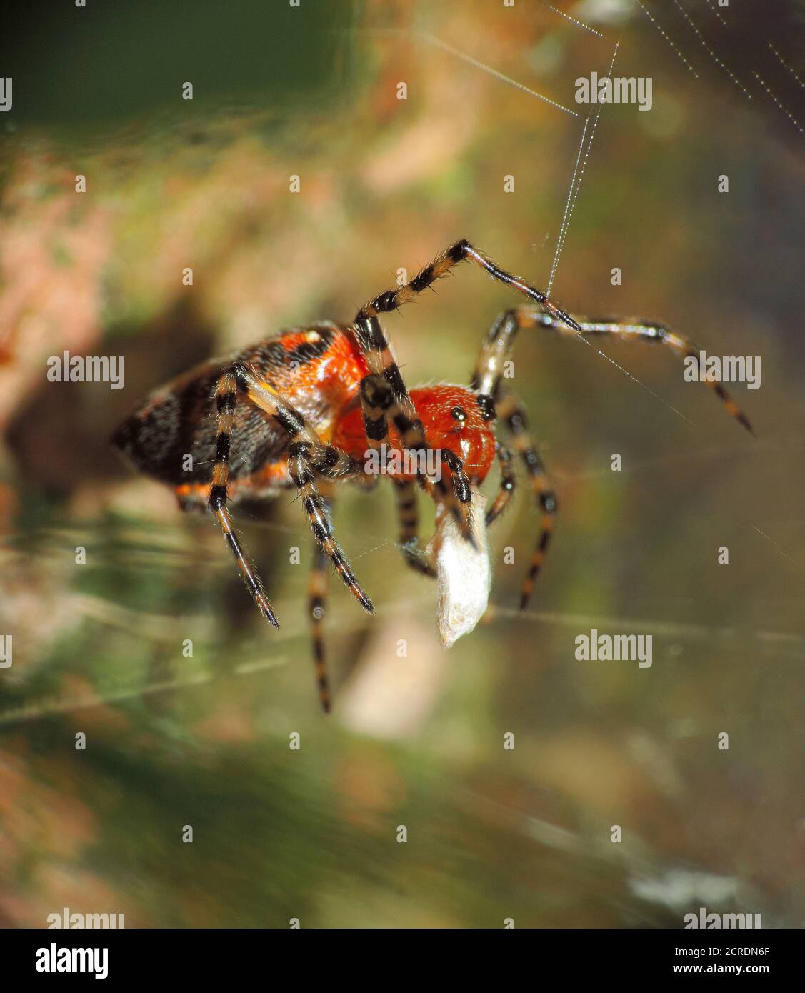 Spider weaving catching one of its prey in web in its burrow on her ...
