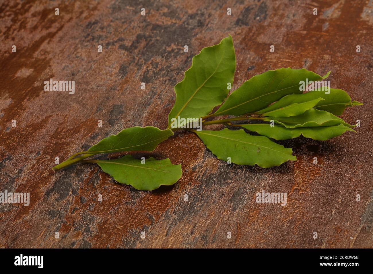 Green laurel leaves on the branch - for cooking Stock Photo - Alamy