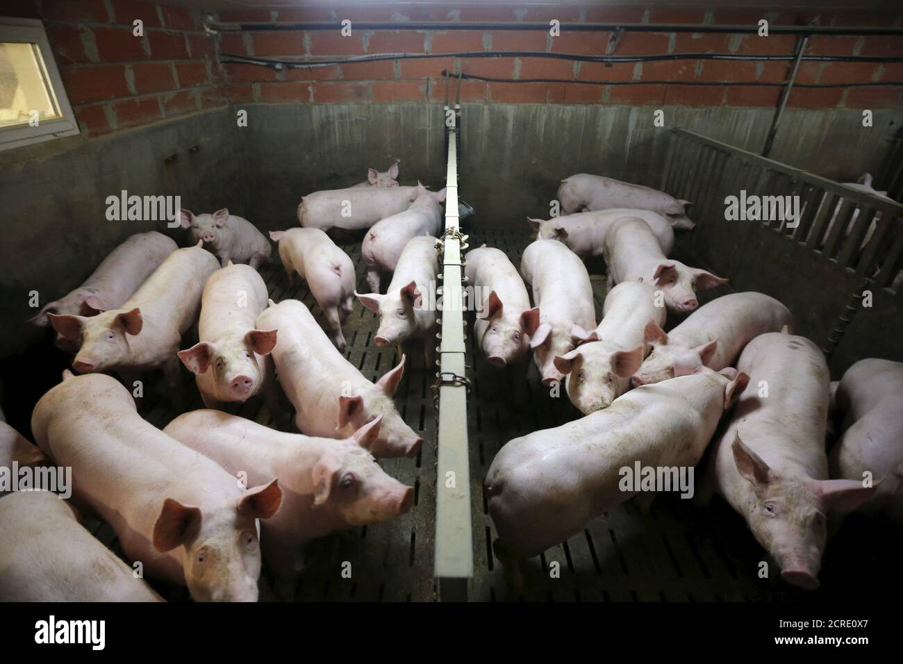 Brittany pig hi-res stock photography and images - Alamy
