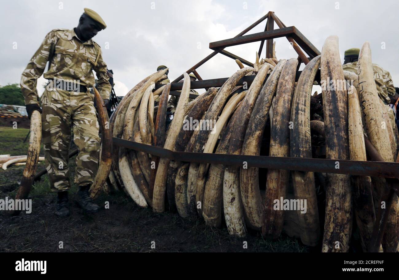 Elephant forest ranger hi-res stock photography and images - Alamy