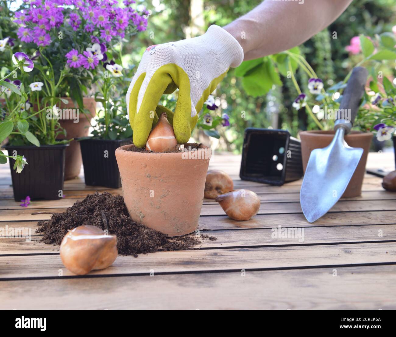 close on hand of gardening planting a bulob of flower in a pot put on a ...