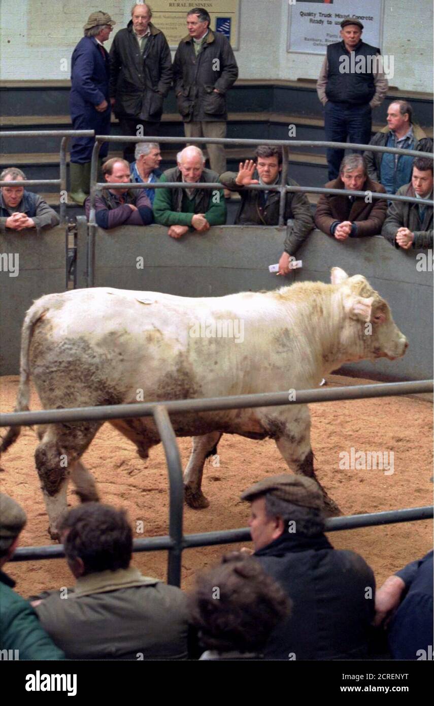 Mad Cow Disease Uk High Resolution Stock Photography and Images - Alamy