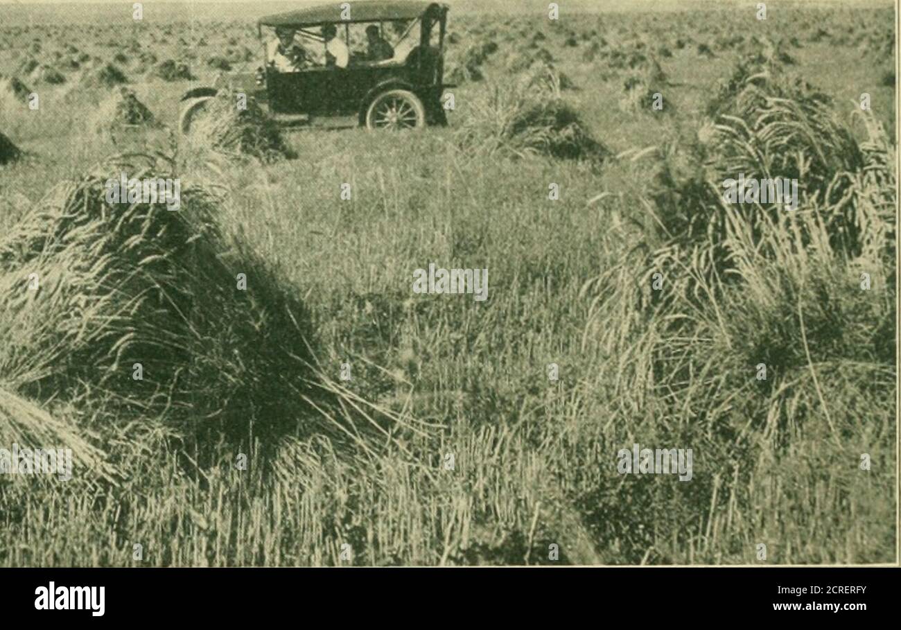 Fargo north dakota wheat field hi-res stock photography and images - Alamy