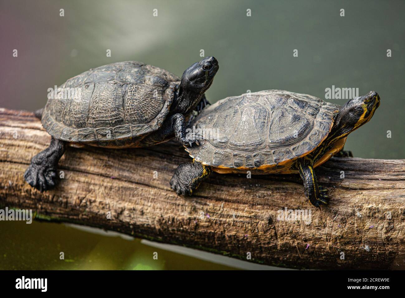 Two turtles are sitting on an old tree branch Stock Photo - Alamy