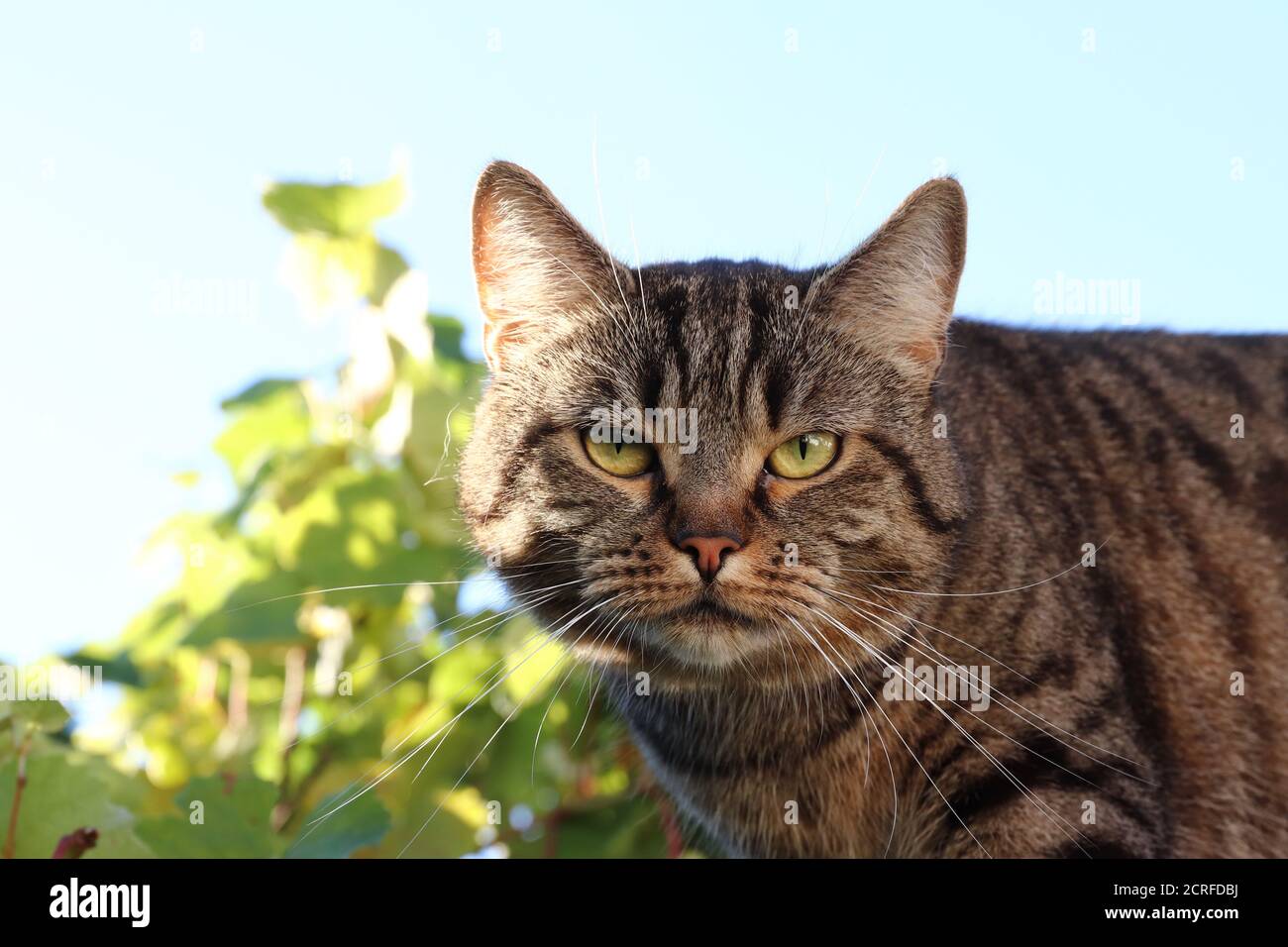 Domestic cat - detail of the head Stock Photo - Alamy
