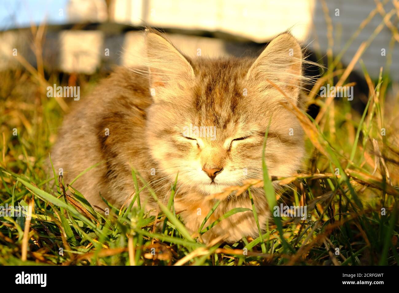 Animal basking sun hi-res stock photography and images - Alamy