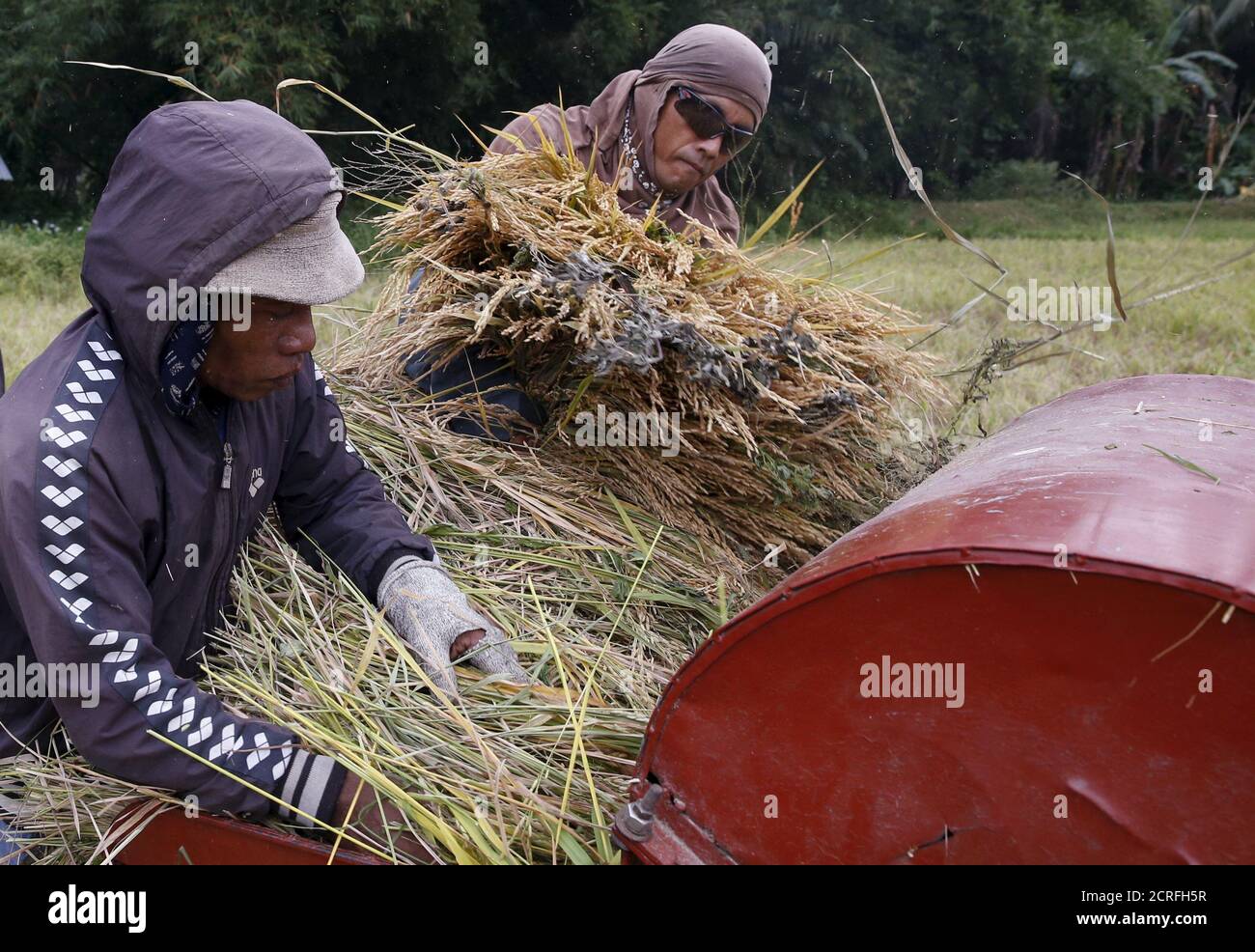 Palay palay hi-res stock photography and images - Alamy