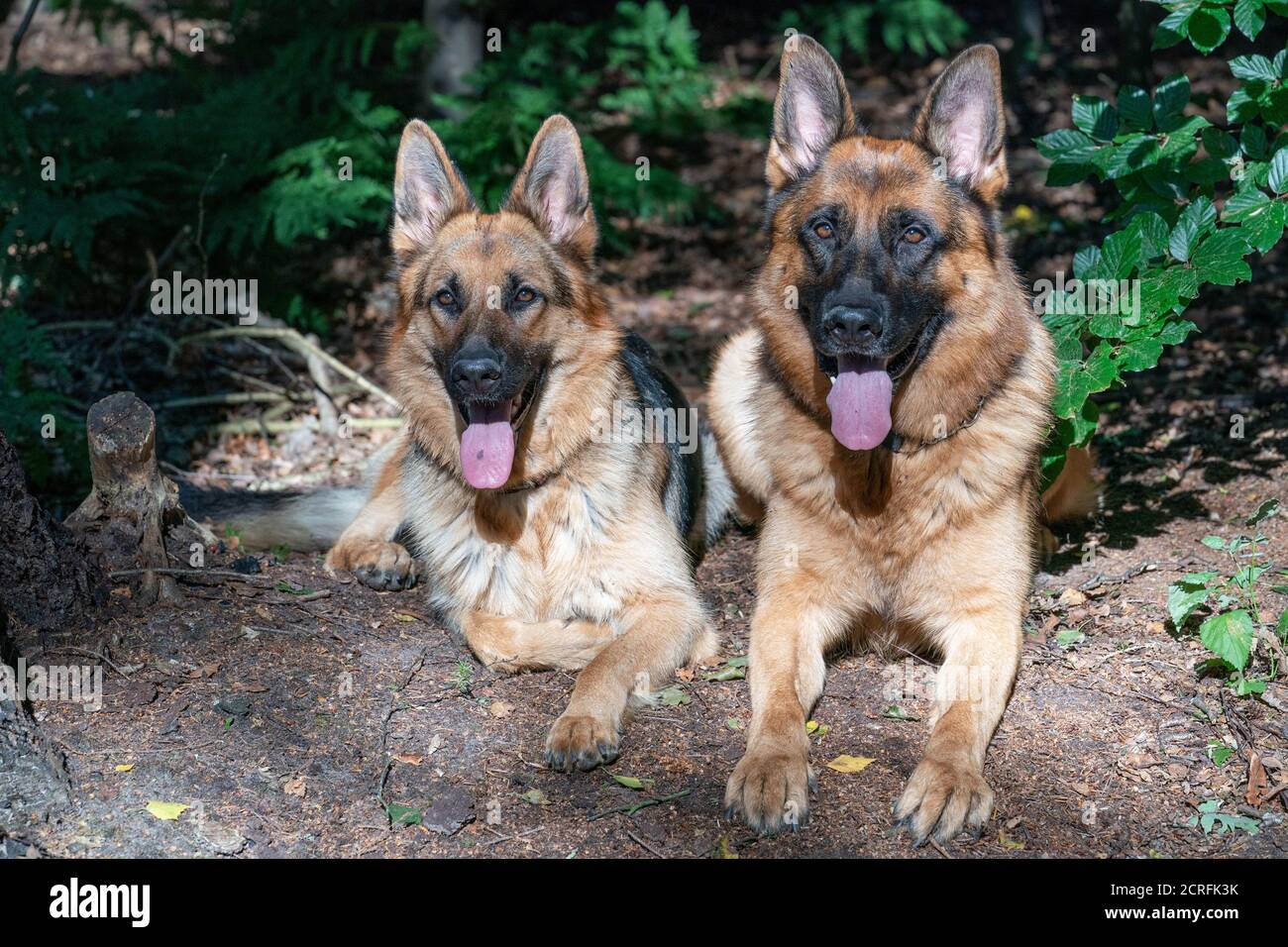 Two German Shepherd dogs lie together in the forest, sunlight shines on ...