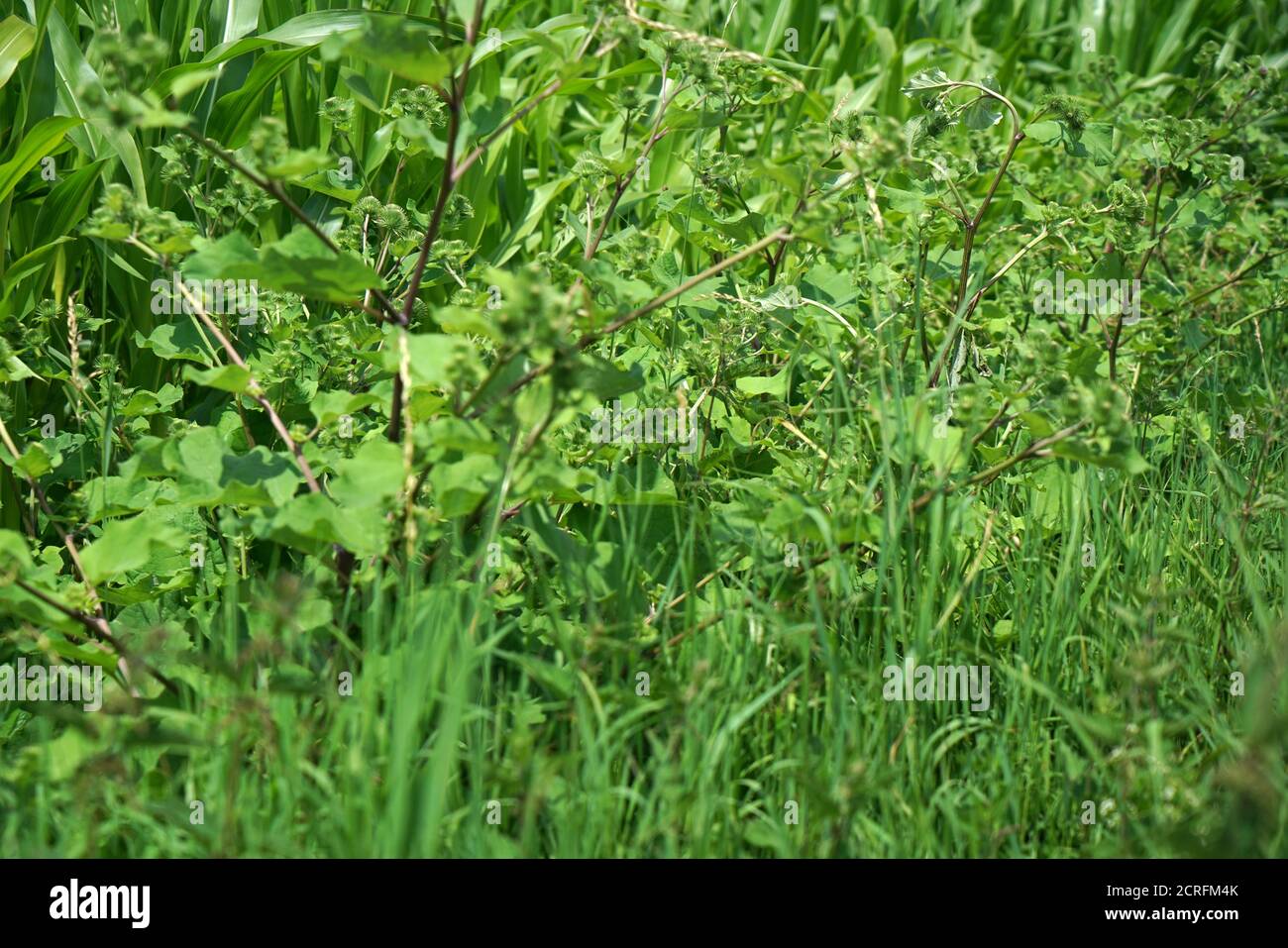 Growing green plants in the wild Stock Photo - Alamy