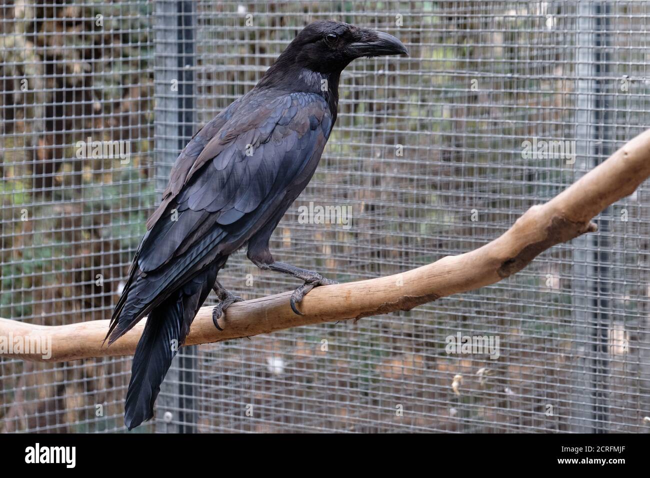 Raven landing on branch hi-res stock photography and images - Alamy