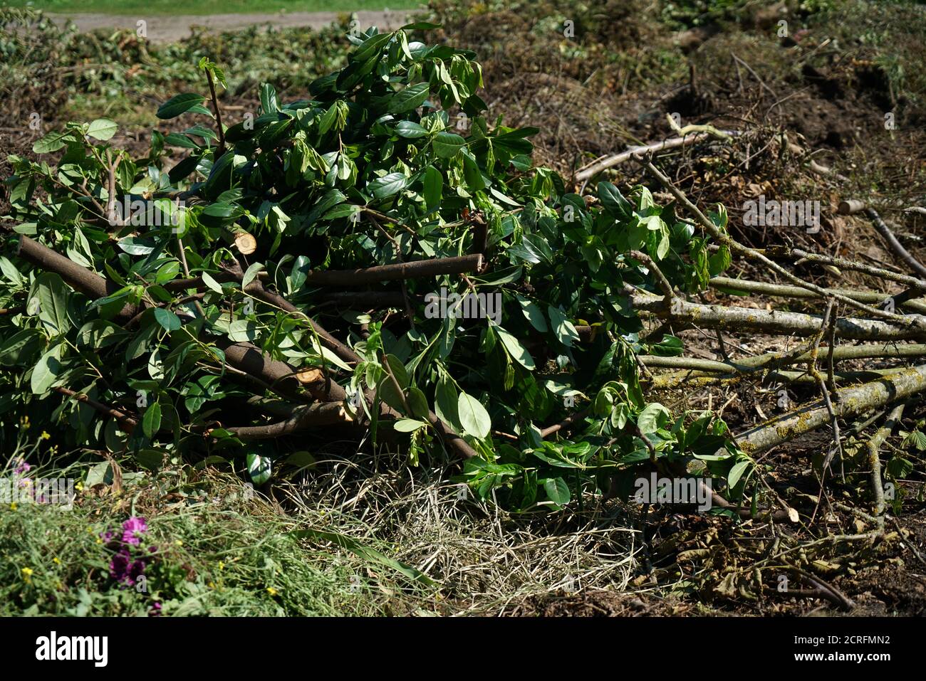 Green leaves of the tree on the ground Stock Photo - Alamy