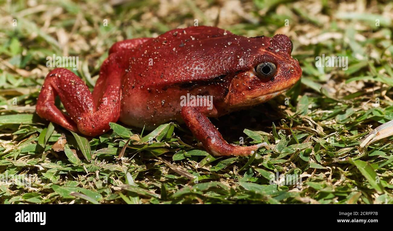 Frog toad amphibian madagascar hi-res stock photography and images - Alamy