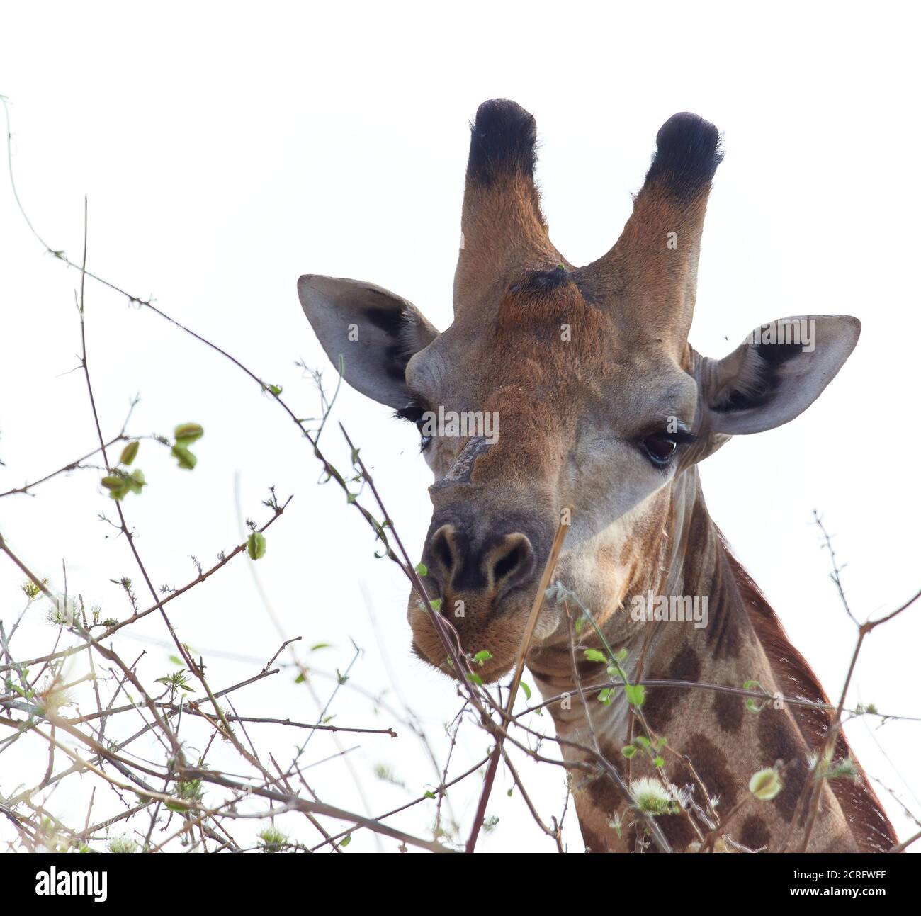 High contrast giraffe hi-res stock photography and images - Alamy