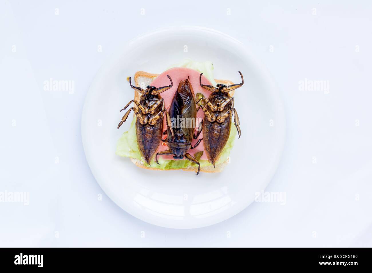 Bug on sandwich hi-res stock photography and images - Alamy