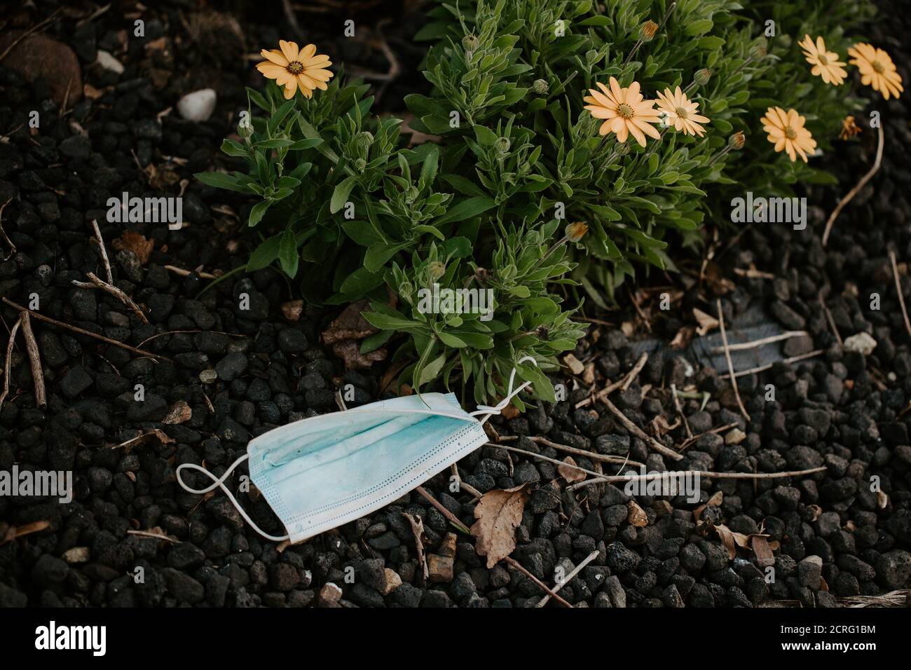A used surgical mask littered as rubbish in a garden during the corona ...