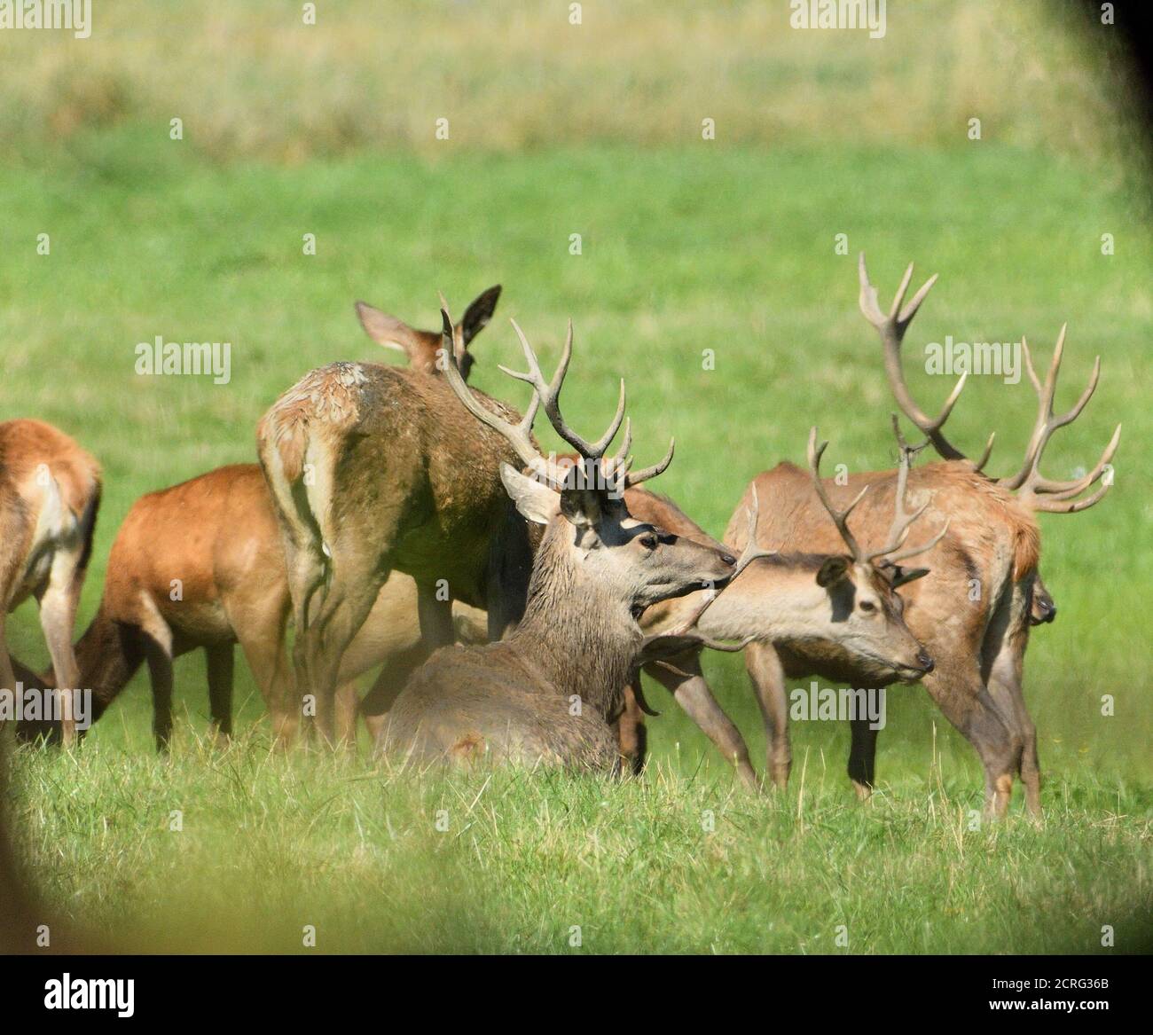 Red deer with antlers during mating season in a herd with their hinds ...