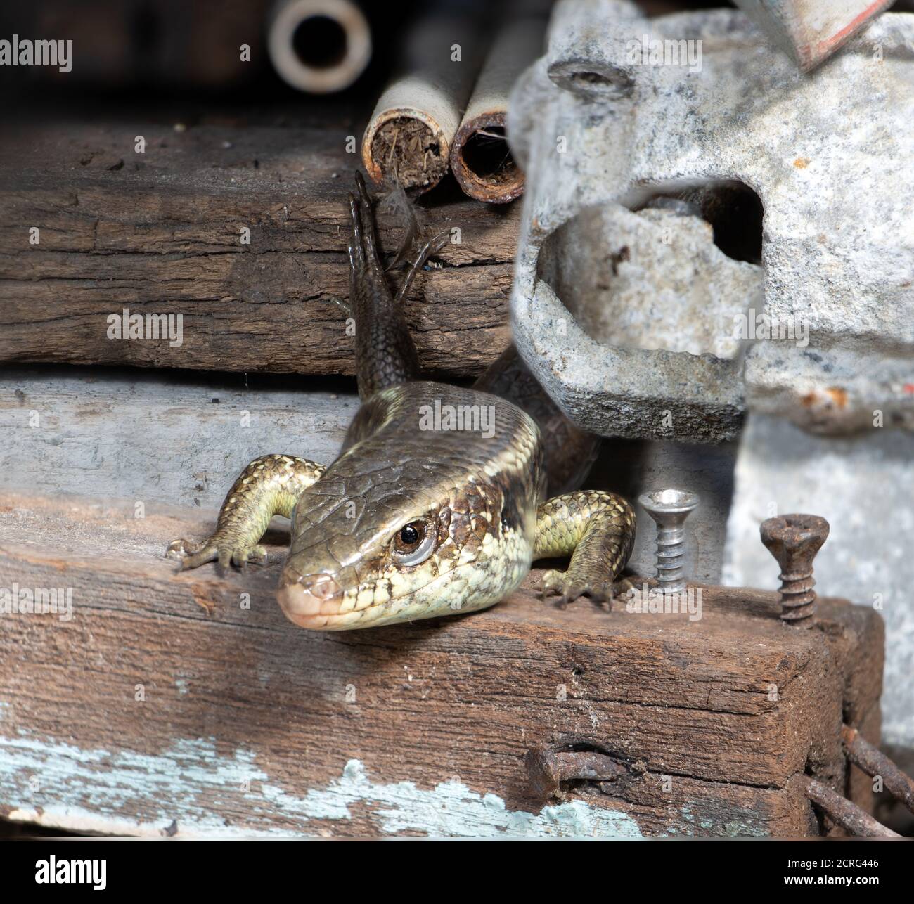 Reptile leg hi-res stock photography and images - Alamy