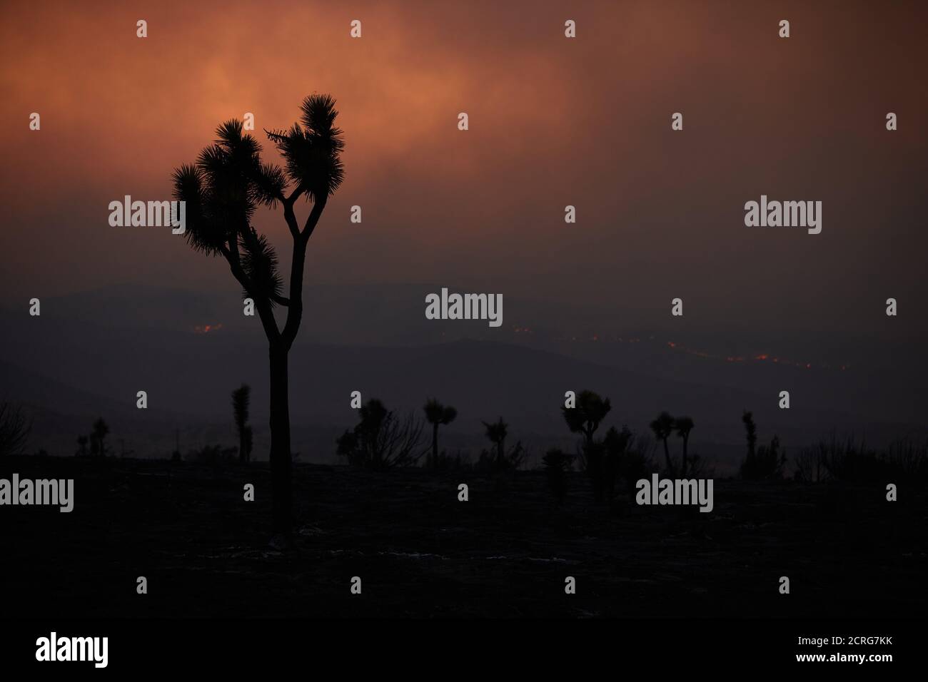 Juniper Hills, California, U.S.A. 19th Sep, 2020. Embers of the Bobcat ...