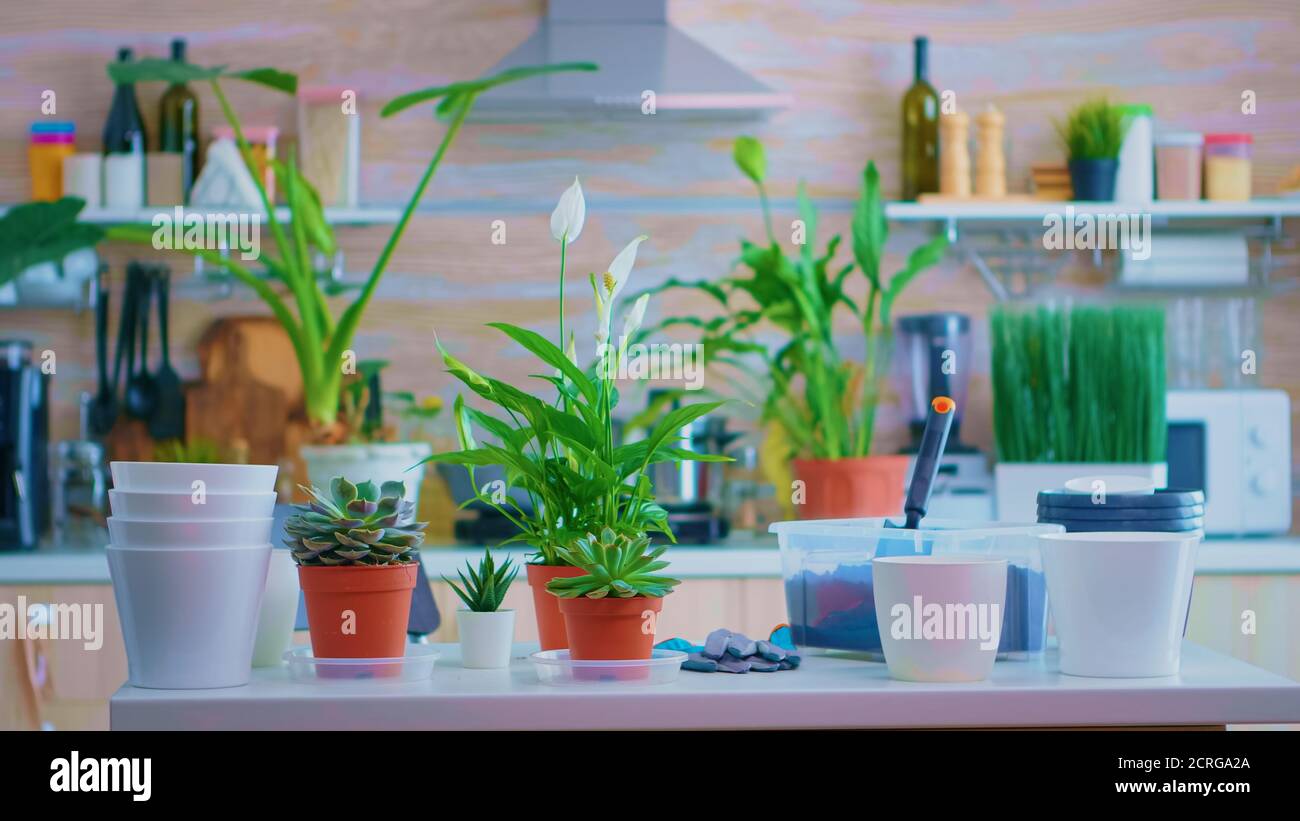 Decorating using plants hi-res stock photography and images - Alamy