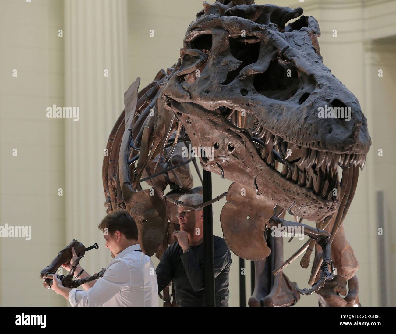 Tyrannosaurus sue hi-res stock photography and images - Alamy