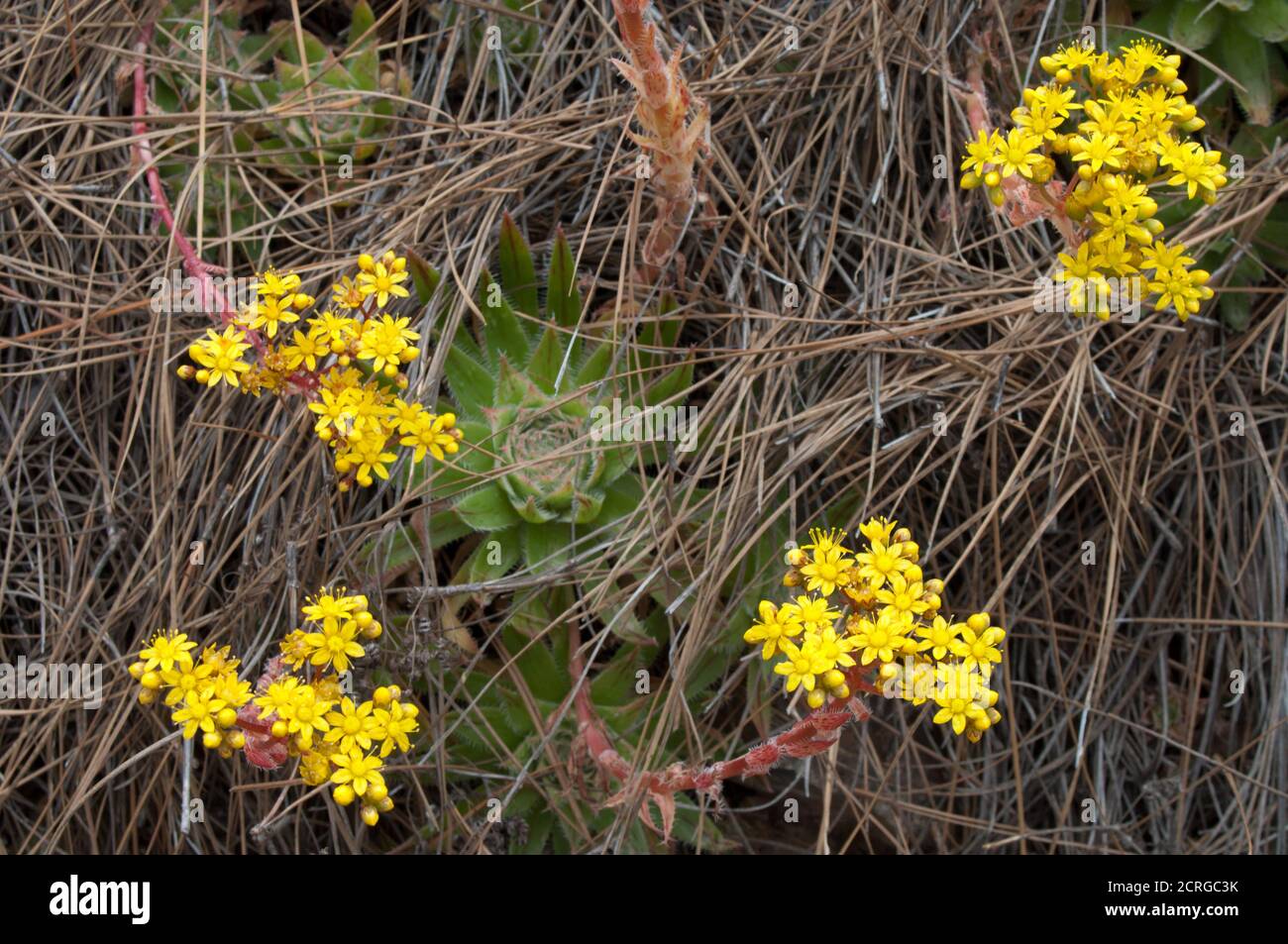 Plant Aeonium simsii in flower. Integral Natural Reserve of Inagua ...