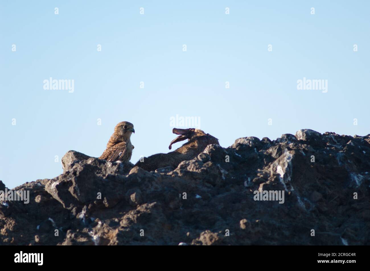 Dead canary bird hi-res stock photography and images - Alamy