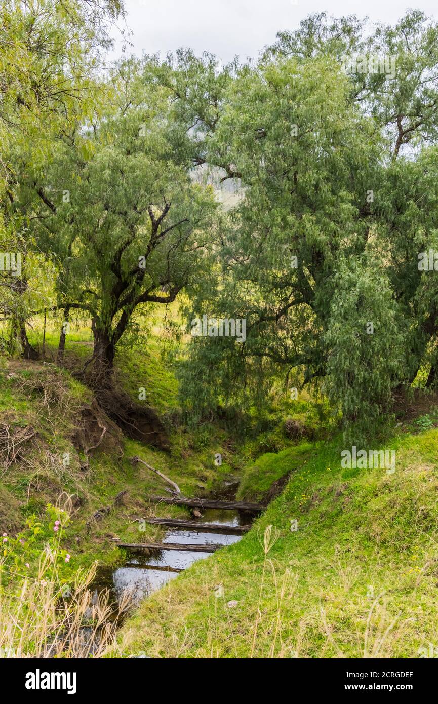 Down by the creek, country landscape near Lostock in the Upper Hunter ...