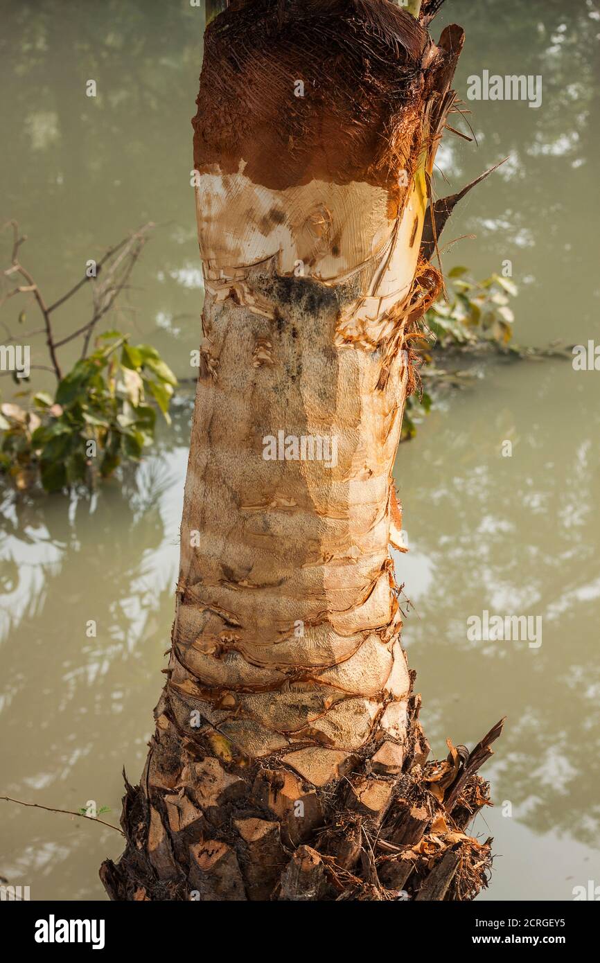 Date palm trees. Khulna, Bangladesh Stock Photo - Alamy