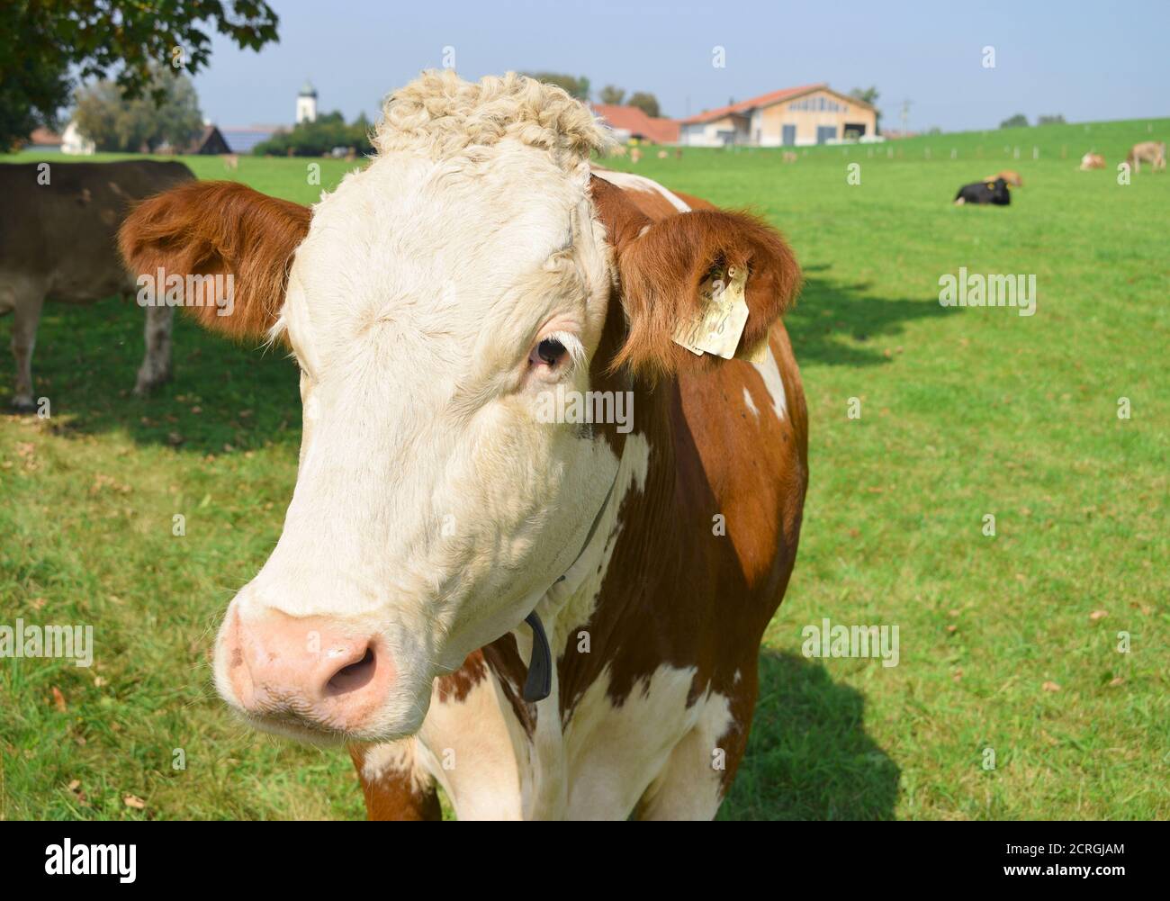 cute curious baby cow looking at the camera Stock Photo - Alamy