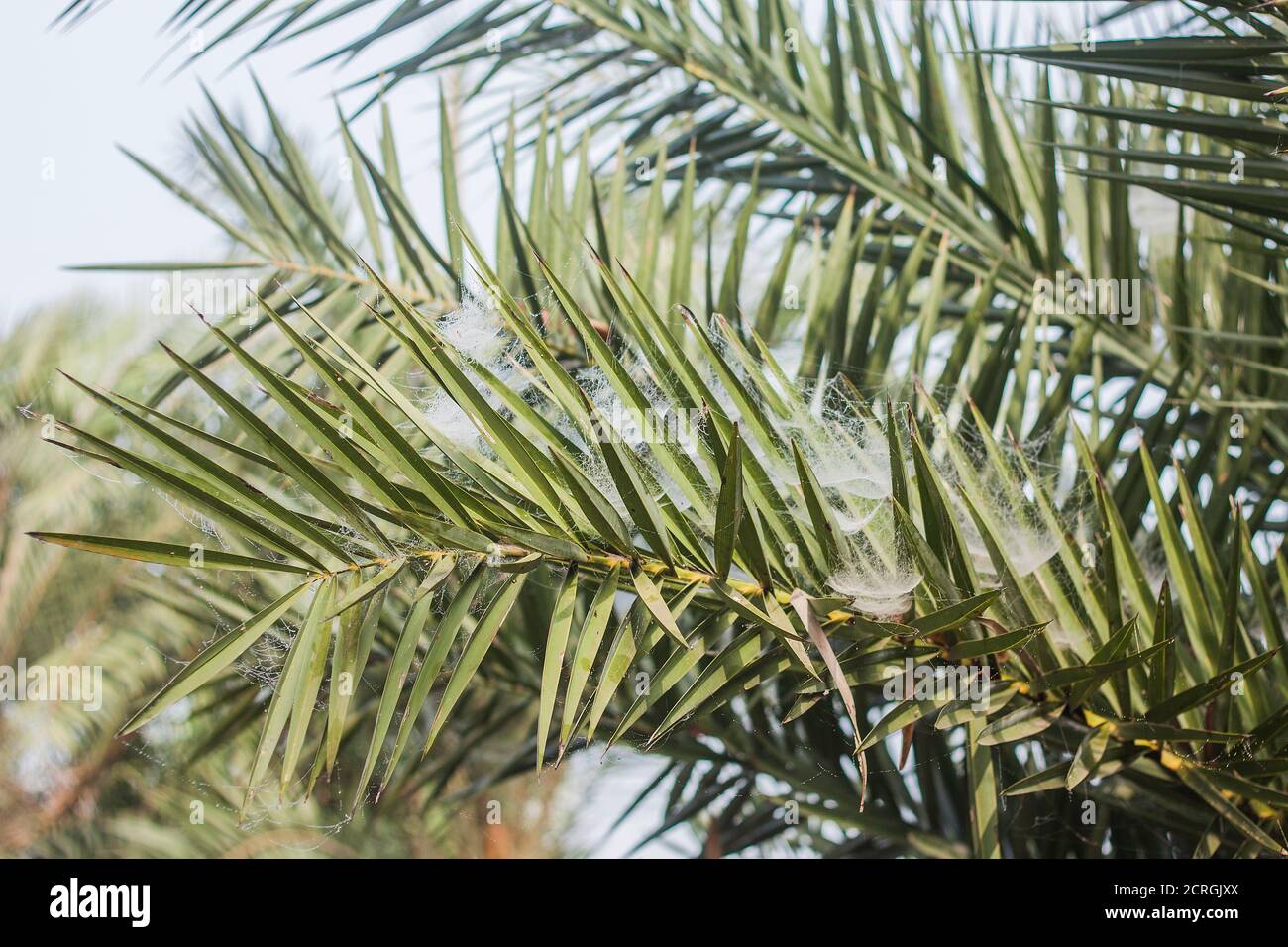 Date palm trees. Khulna, Bangladesh Stock Photo - Alamy