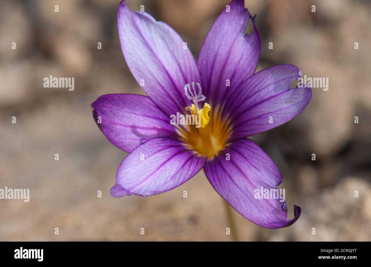 Flower of sand crocus Romulea columnae. Integral Natural Reserve of ...