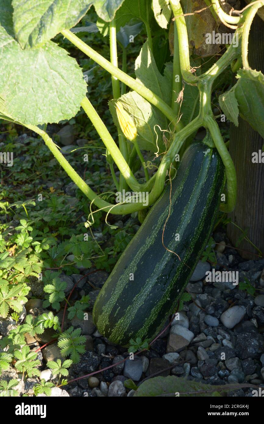 large striped zucchini summer squash with hairy stem and leaf Stock ...