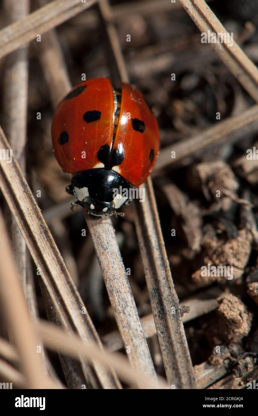 Ladybird Coccinella algerica in the Integral Natural Reserve of Inagua ...