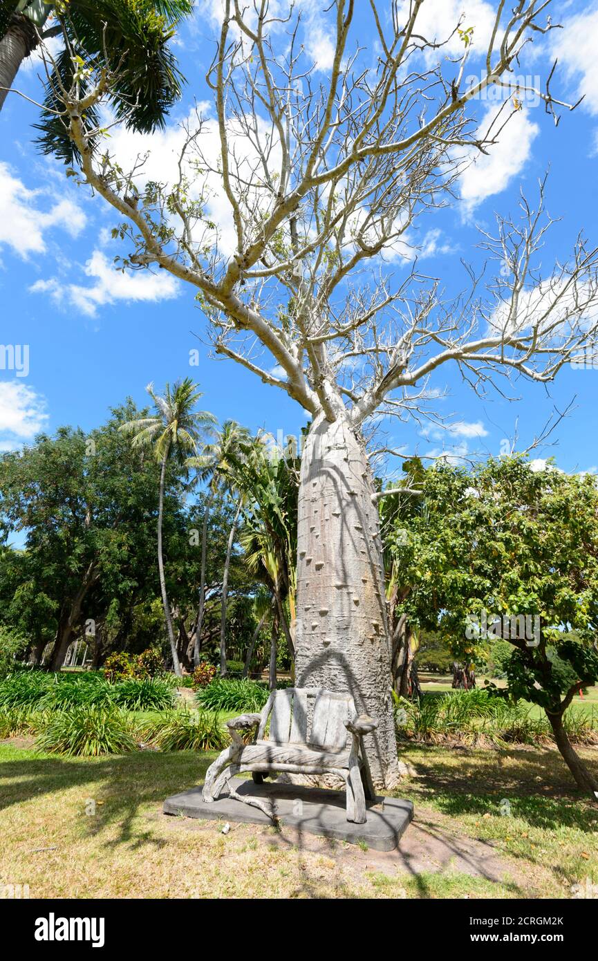 Rustic bench in front of a Australian Boab (Adansonia gregorii), George ...