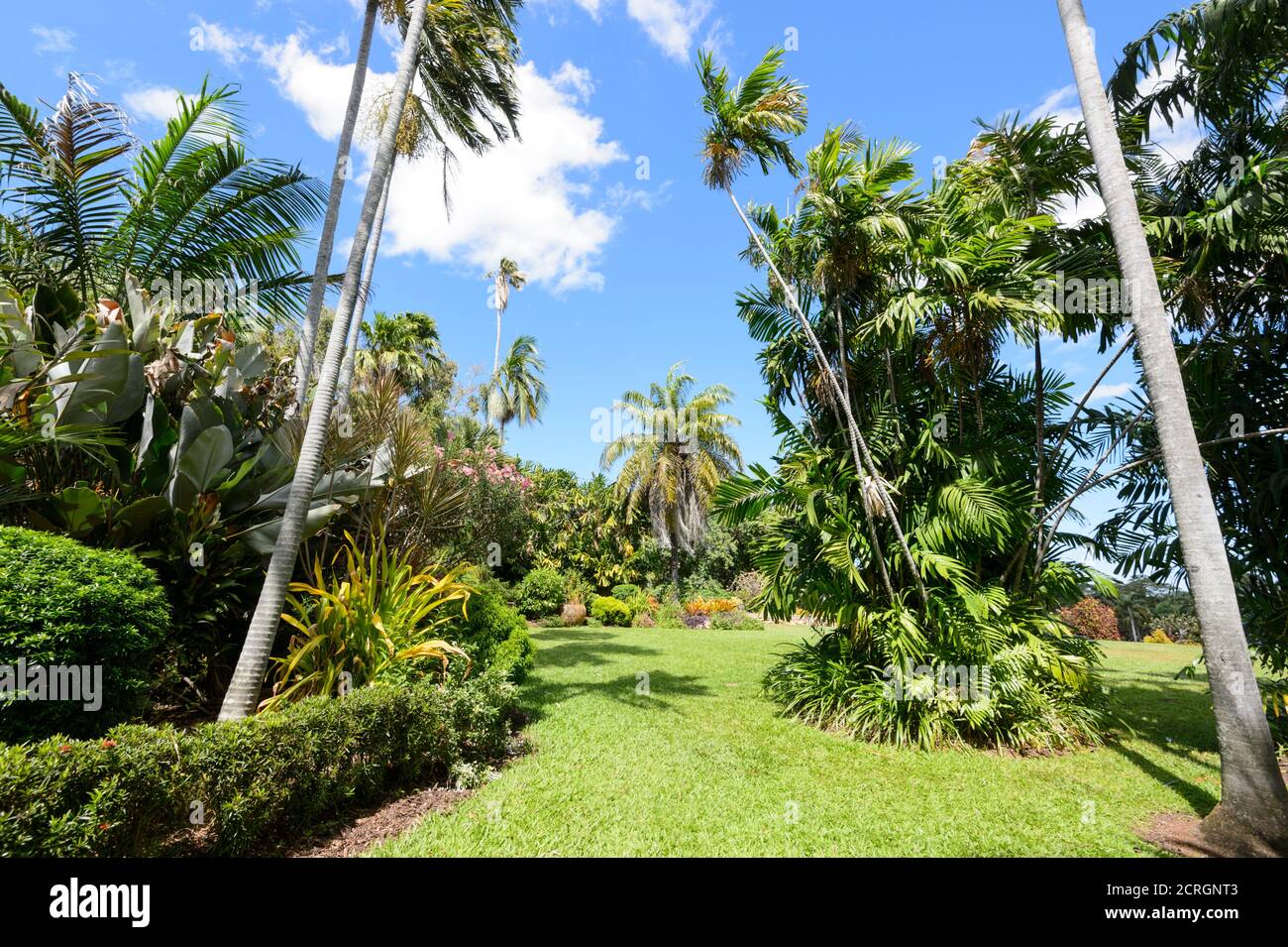 Tropical plants and palm trees at George Brown Darwin Botanic Gardens ...