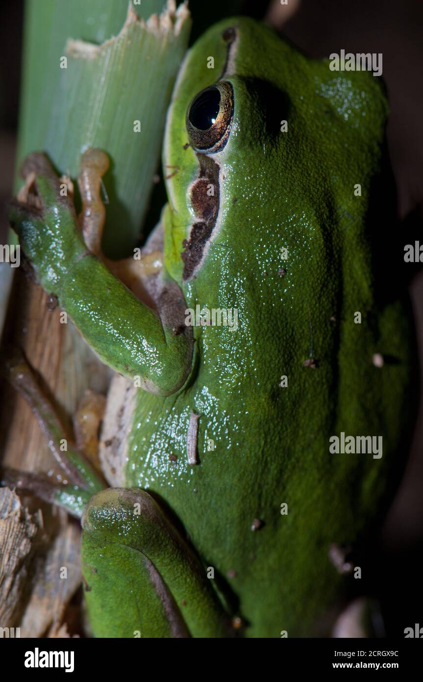 Mediterranean tree frog Hyla meridionalis. The Nublo Rural Park. Tejeda ...