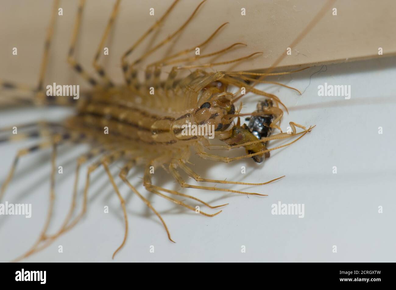 House centipede Scutigera coleoptrata feeding of an earwig. Cruz de ...