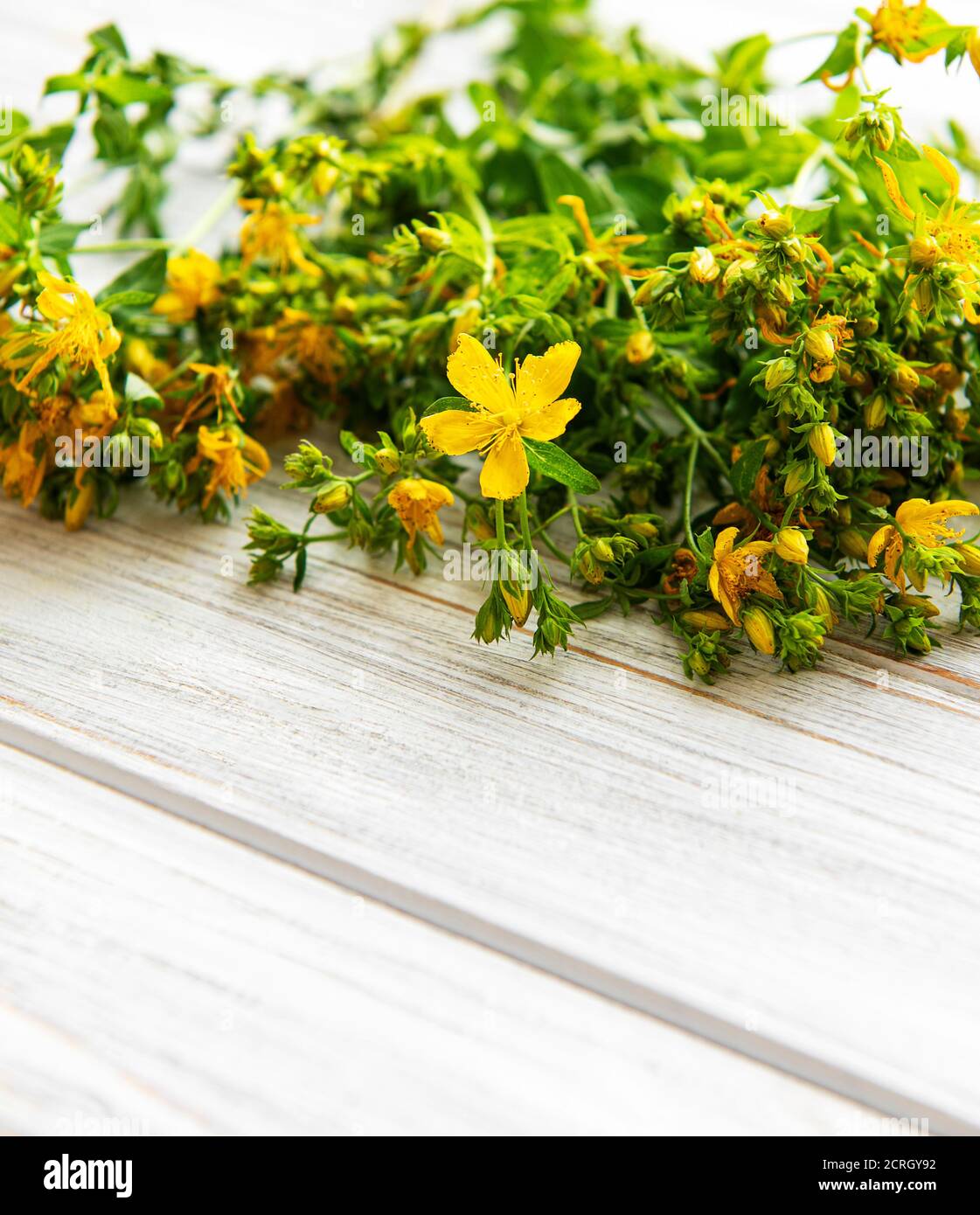 Yellow Saint Johns wort flowers on white wooden backdrop. Wild flower ...