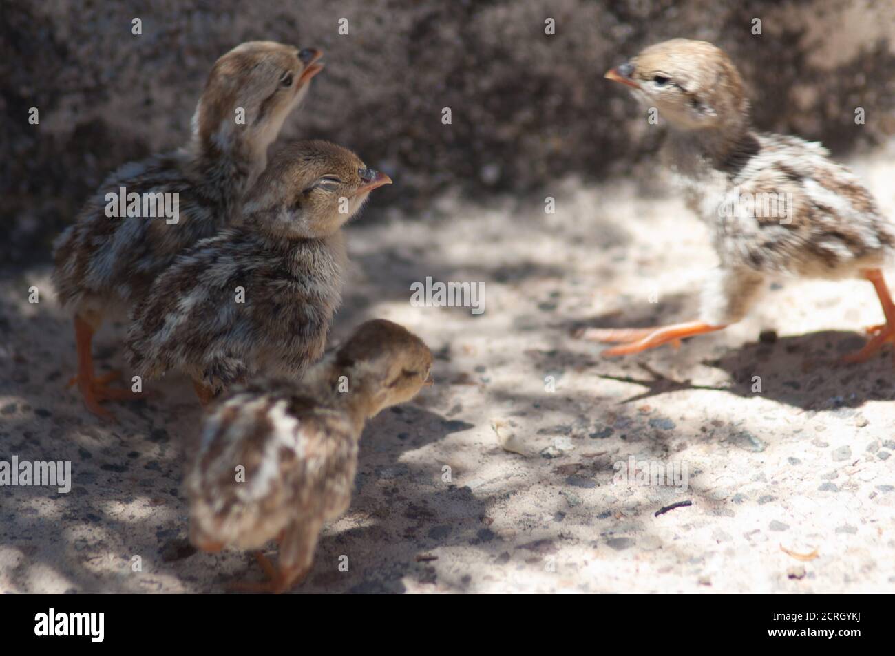 Chicks of red-legged partridge Alectoris rufa. Cruz de Pajonales. The ...