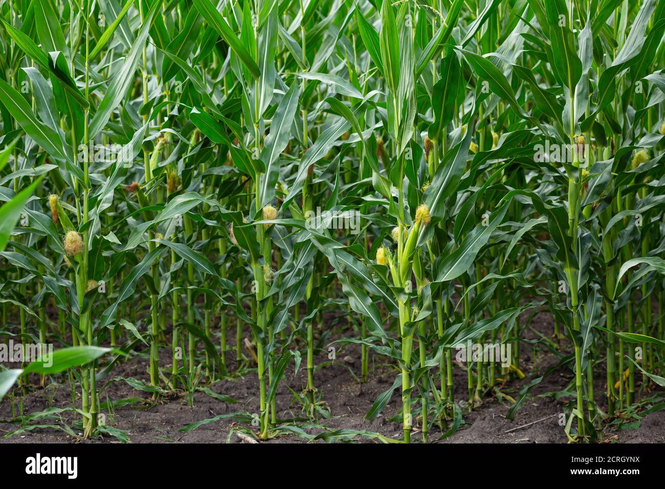 Corn on the cob on plants outdoor Stock Photo - Alamy