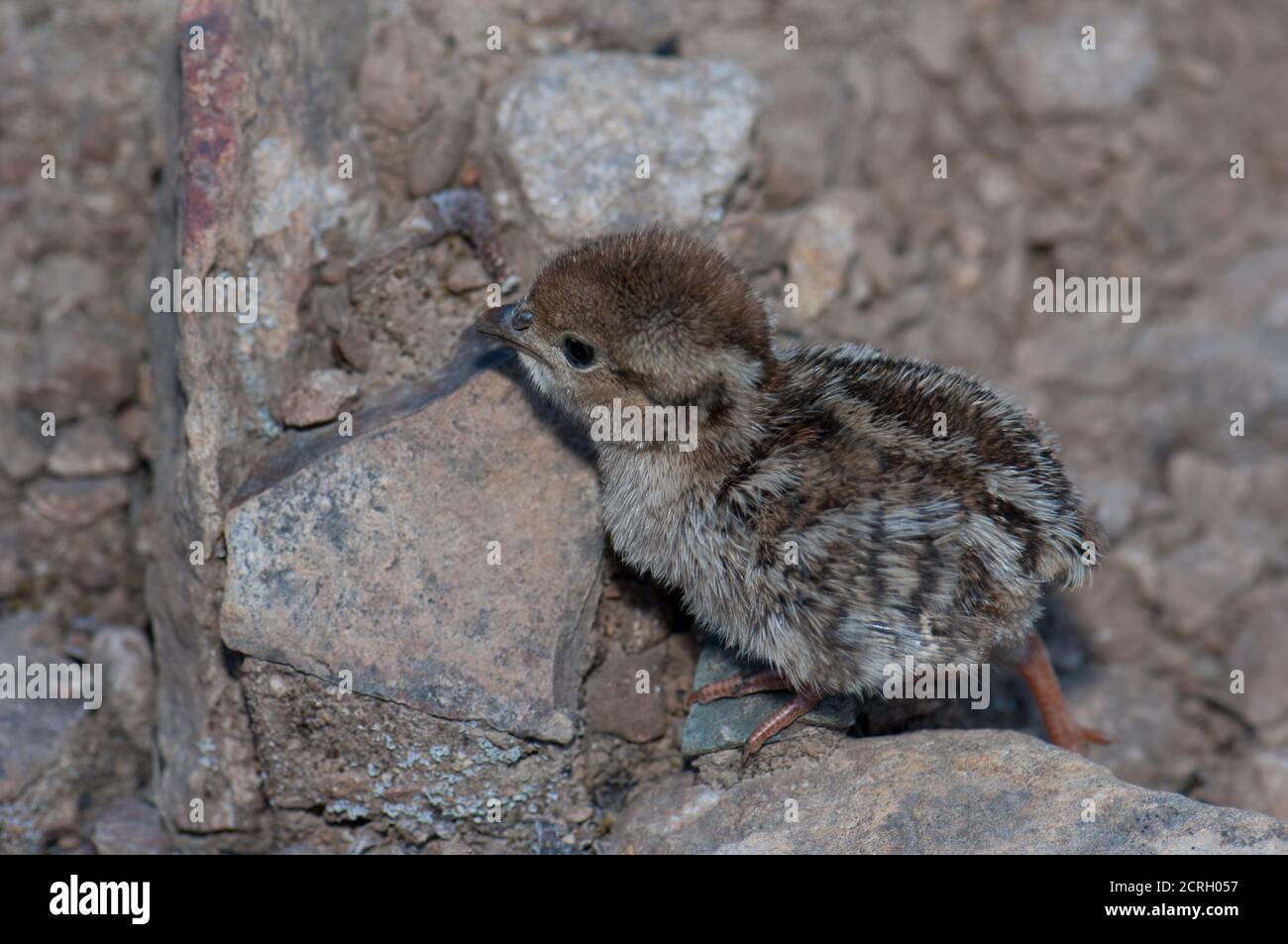 Chick of red-legged partridge Alectoris rufa. El Juncal Ravine. The ...