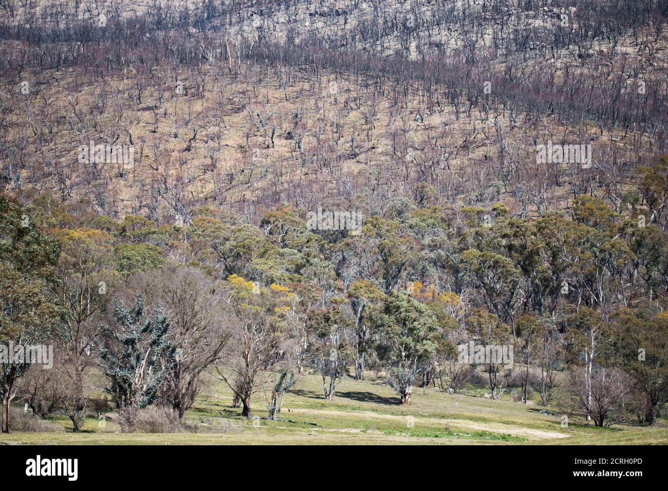 Australia trees growing 2020 hi-res stock photography and images - Alamy