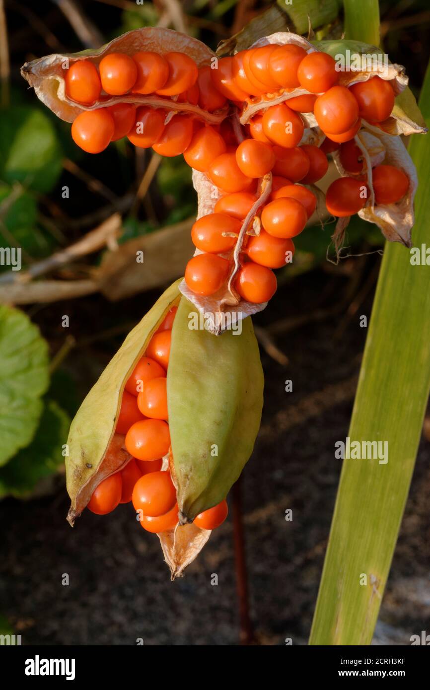 Stinking iris plant hi-res stock photography and images - Alamy