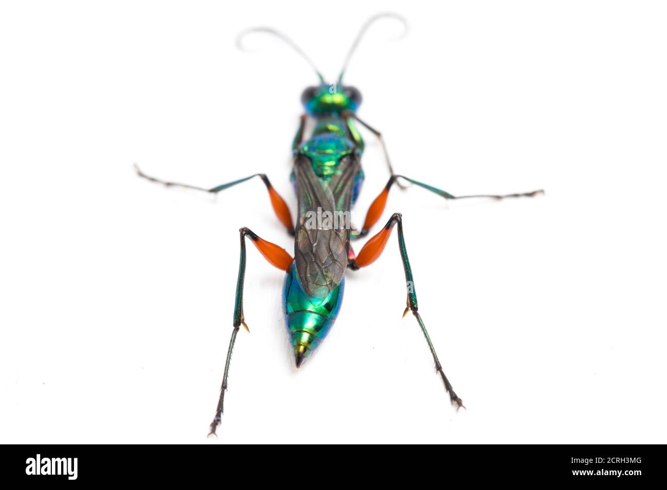 emerald cockroach wasp isolated on white background Stock Photo - Alamy