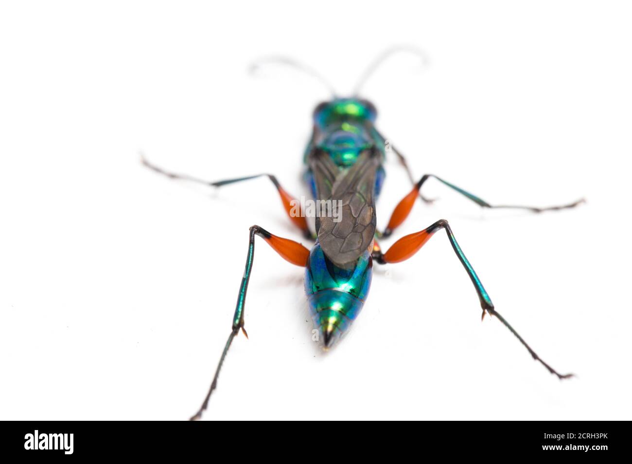 emerald cockroach wasp isolated on white background Stock Photo - Alamy