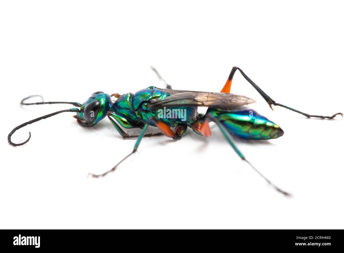 emerald cockroach wasp isolated on white background Stock Photo - Alamy