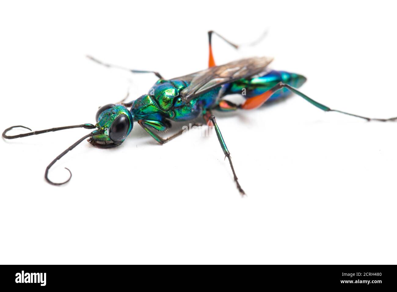 emerald cockroach wasp isolated on white background Stock Photo - Alamy