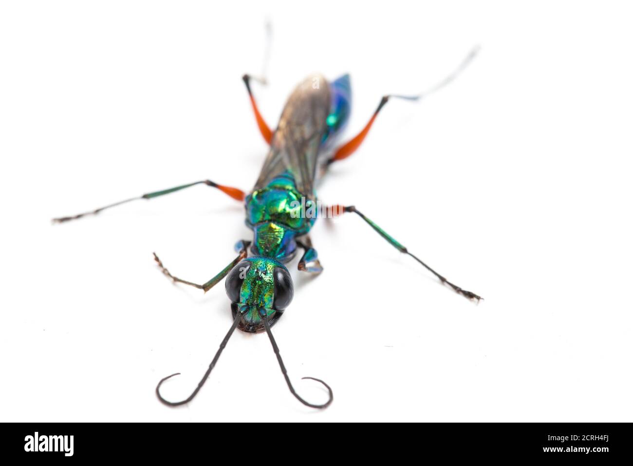 emerald cockroach wasp isolated on white background Stock Photo - Alamy